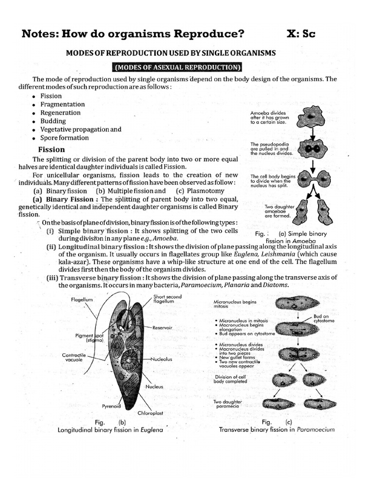 Bio Reproduction Class 10 Notes | PDF