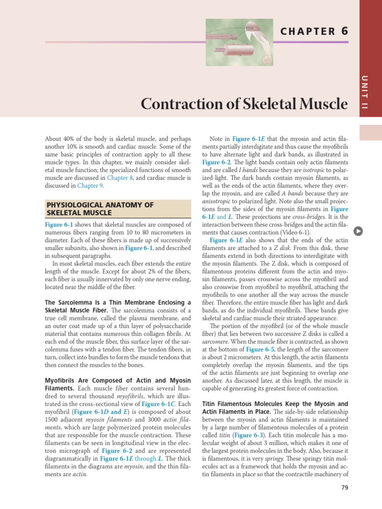 Contraction of Skeletal Muscle - Med Physio (GP) | PDF | Muscle ...
