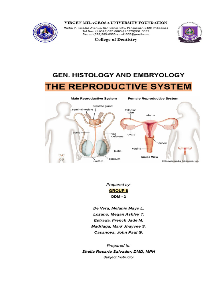 Reproductive System Handout | PDF | Menstrual Cycle | Luteinizing Hormone