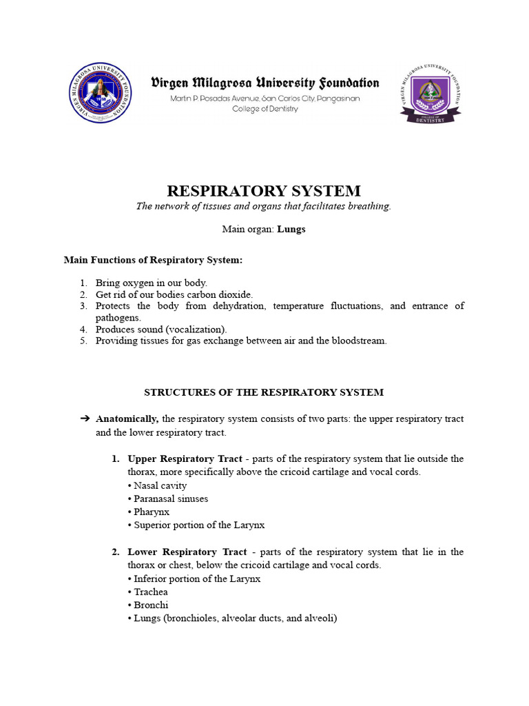 Respiratory System Overview | PDF | Respiratory Tract | Lung