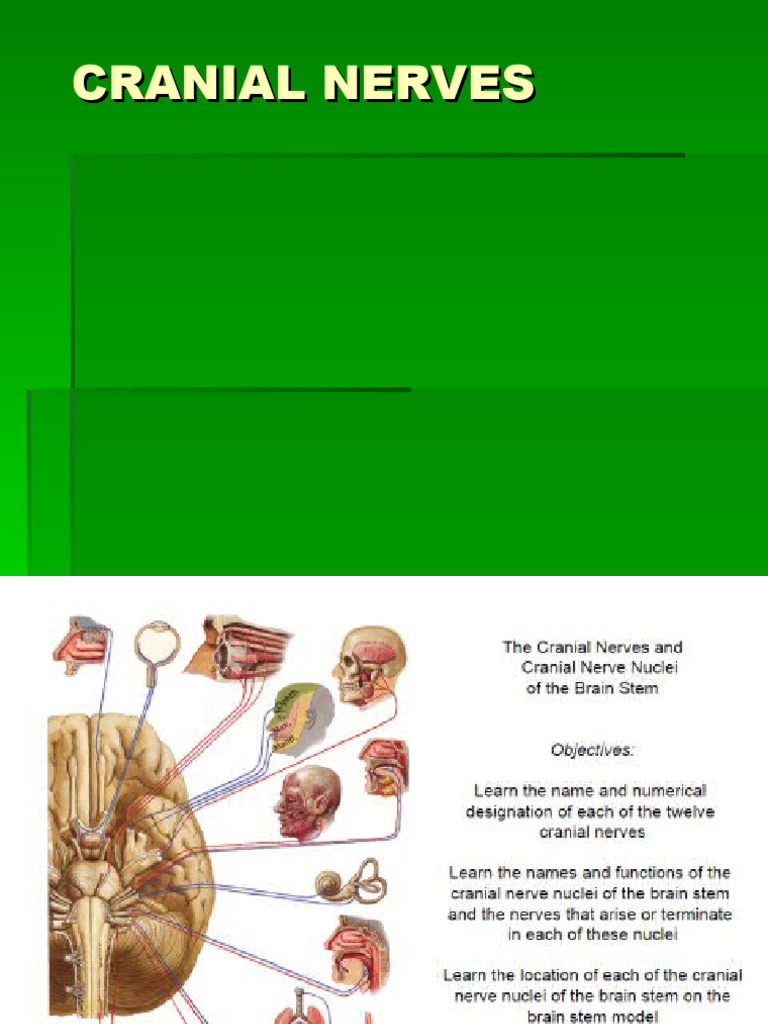 Cranial Nerves | PDF | Brainstem | Nervous System