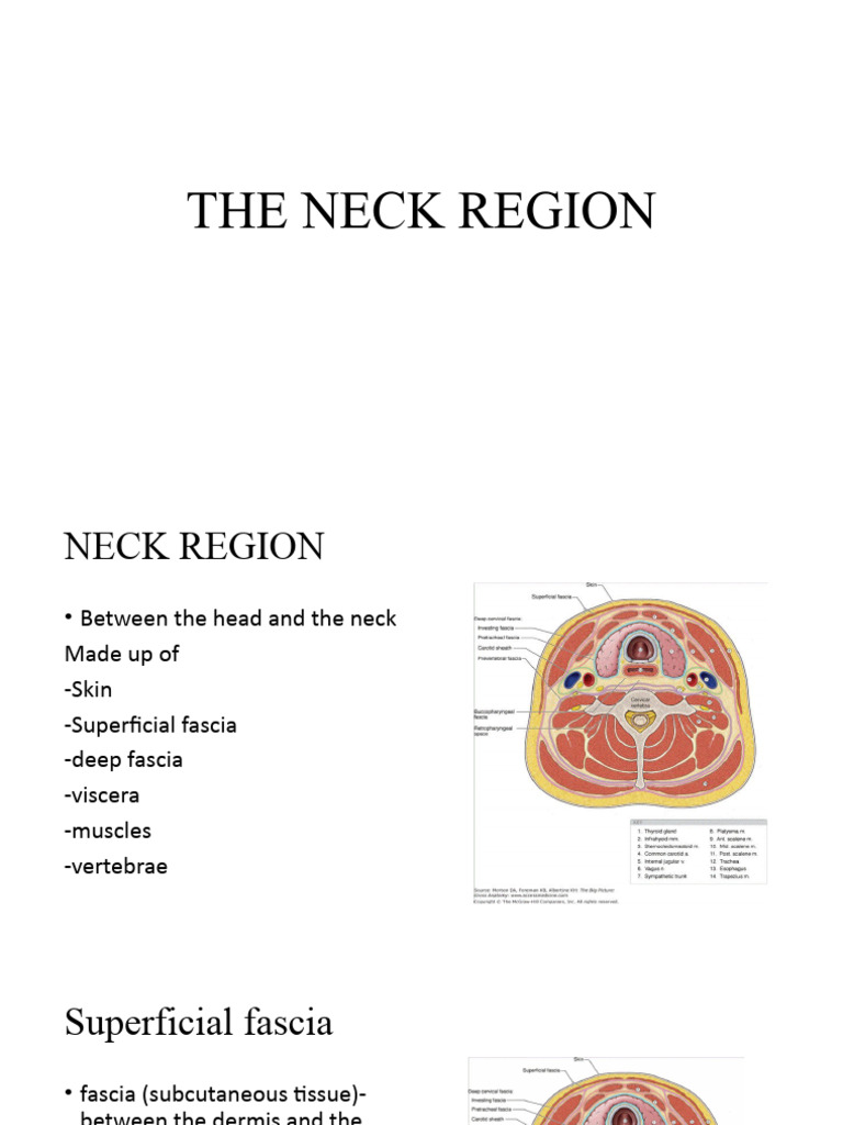 The Deep Structures of The Neck | PDF