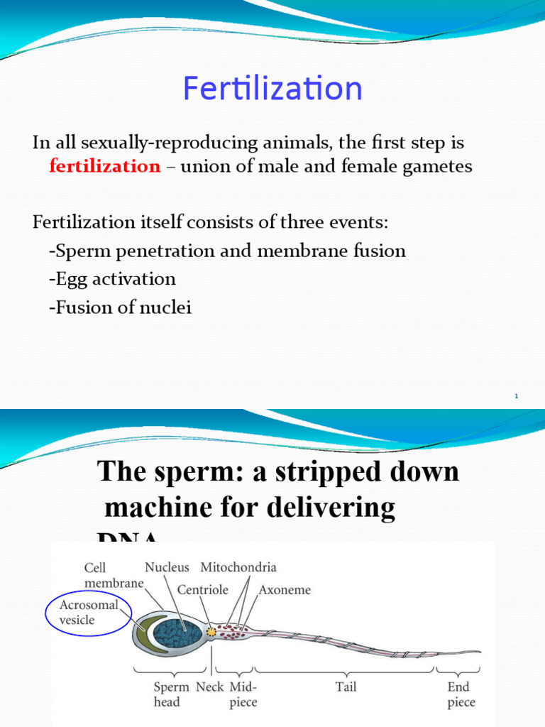 Fertilization | PDF | Fertilisation | Sperm