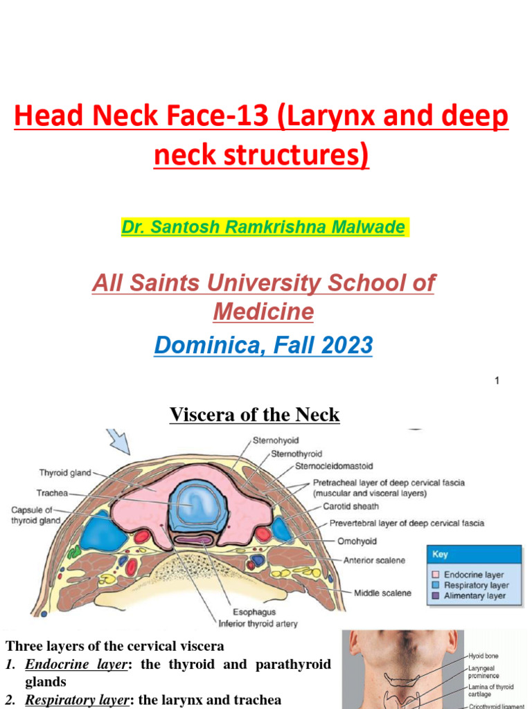 Head Neck Face-13 (Larynx and Deep Neck Structures) | PDF | Vertebra ...