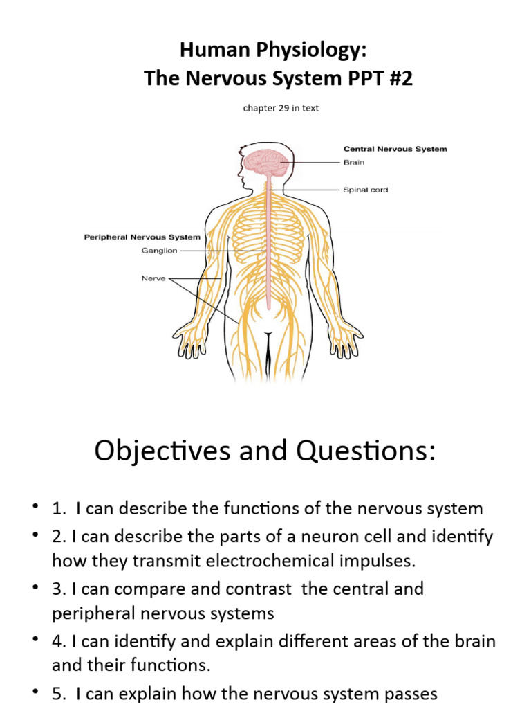 2 Human Body Nervous System - PPT Grade12 Ch29 Lesson 2 | PDF | Nervous ...