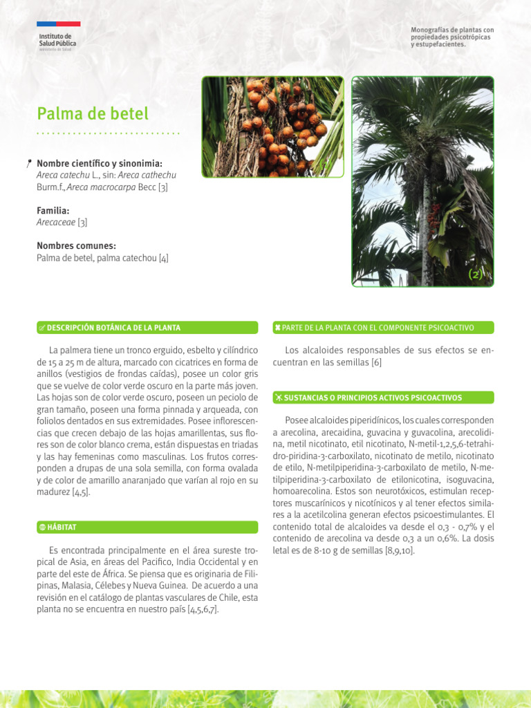 Palma-de-betel-22022023A | PDF | Arecaceae | Medicina CLINICA