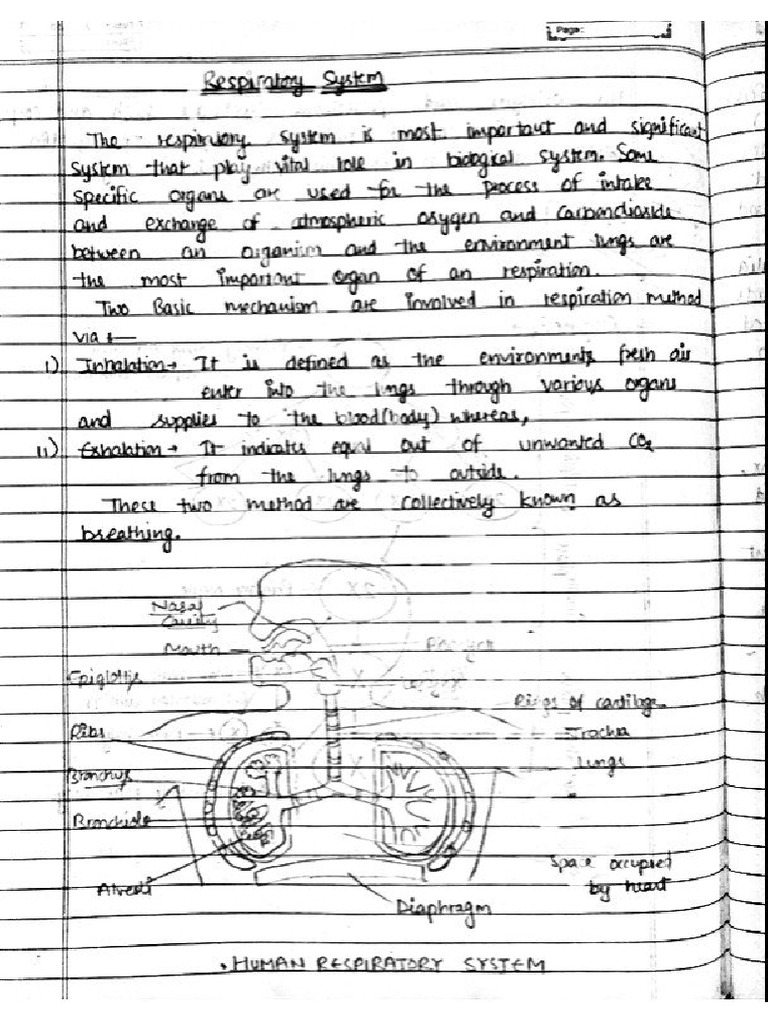 HAP Respiratory System | PDF