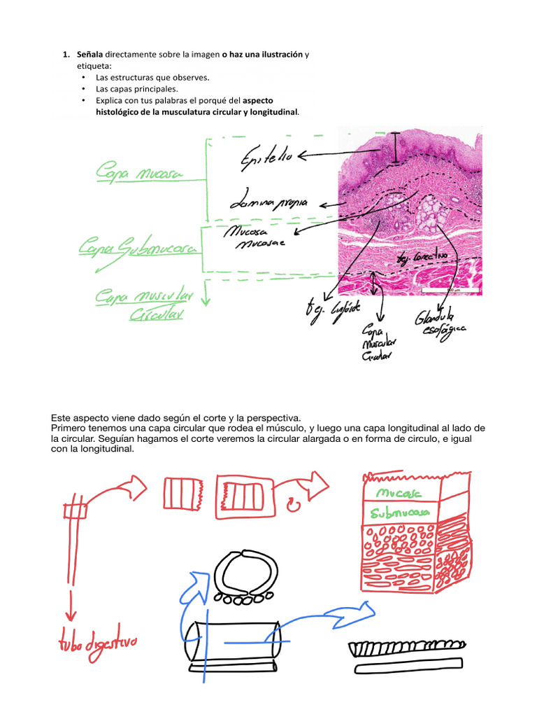 Para Profe | PDF | Membrana mucosa | Esófago