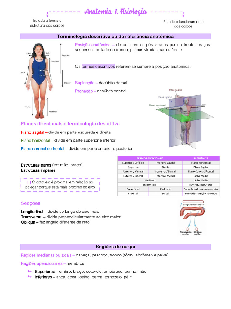 Anatomia I | PDF
