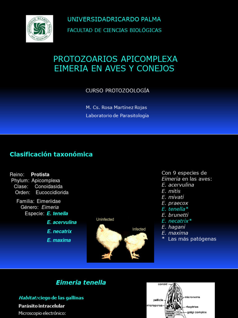 Clase 10a APICOMPLEXA EIMERIA EN AVES Y CONEJOS-2022 | PDF