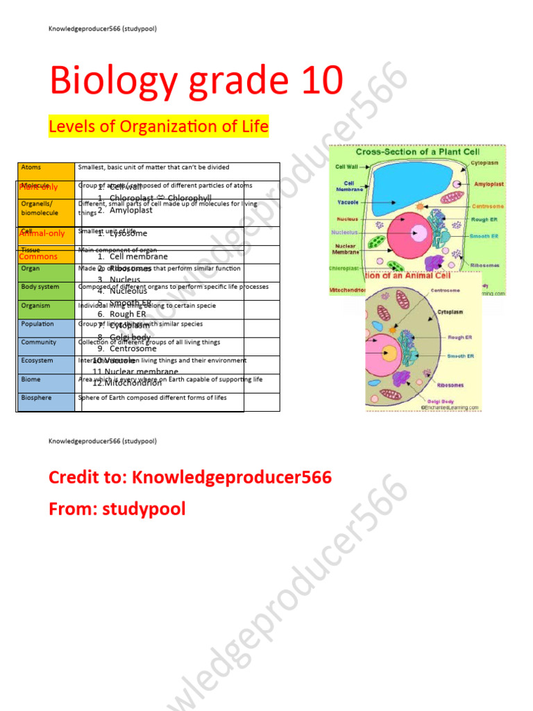Biology Grade 10 Levels of Organization of Life | PDF