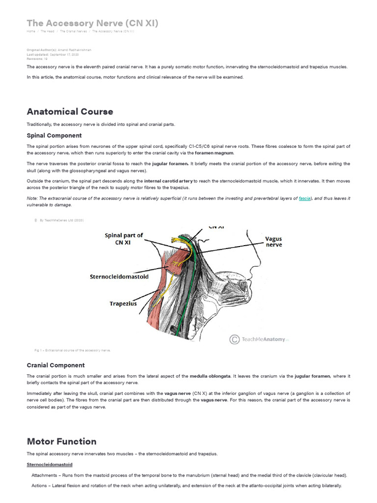 The Accessory Nerve CN XI Course Motor TeachMeAnatomy | PDF | Neck ...