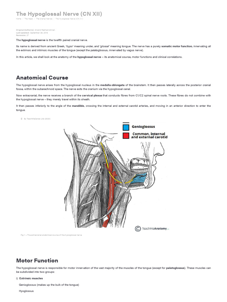 The Hypoglossal Nerve CN XII Course Motor TeachMeAnatomy | PDF | Human Head And Neck | Human Anatomy