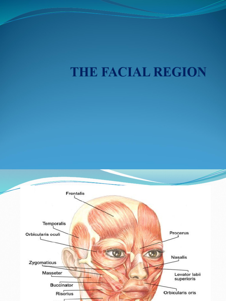 Muscles of Facial Expression | PDF | Tongue | Human Nose