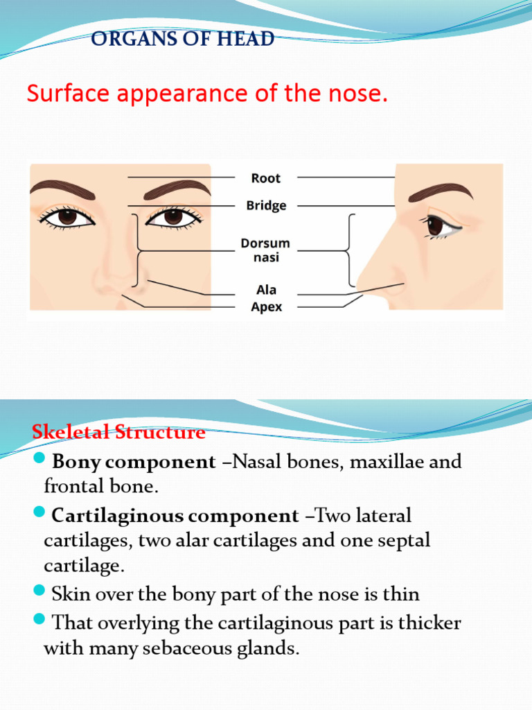 ORGANS OF HEAD&NECK | PDF | Ear | Human Nose