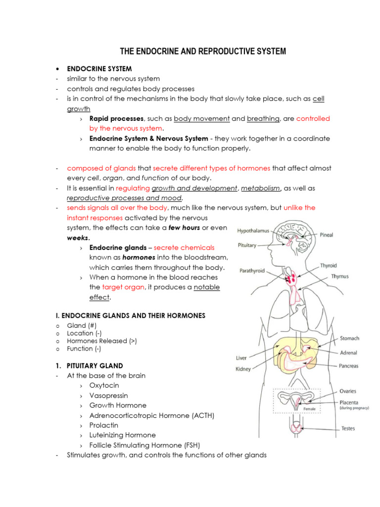 The Endocrine and Reproductive System | PDF | Menstrual Cycle ...