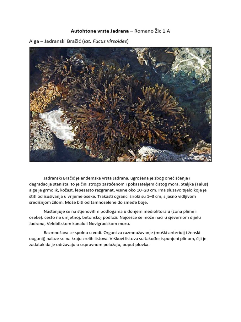 Autohtone Vrste Jadrana | PDF