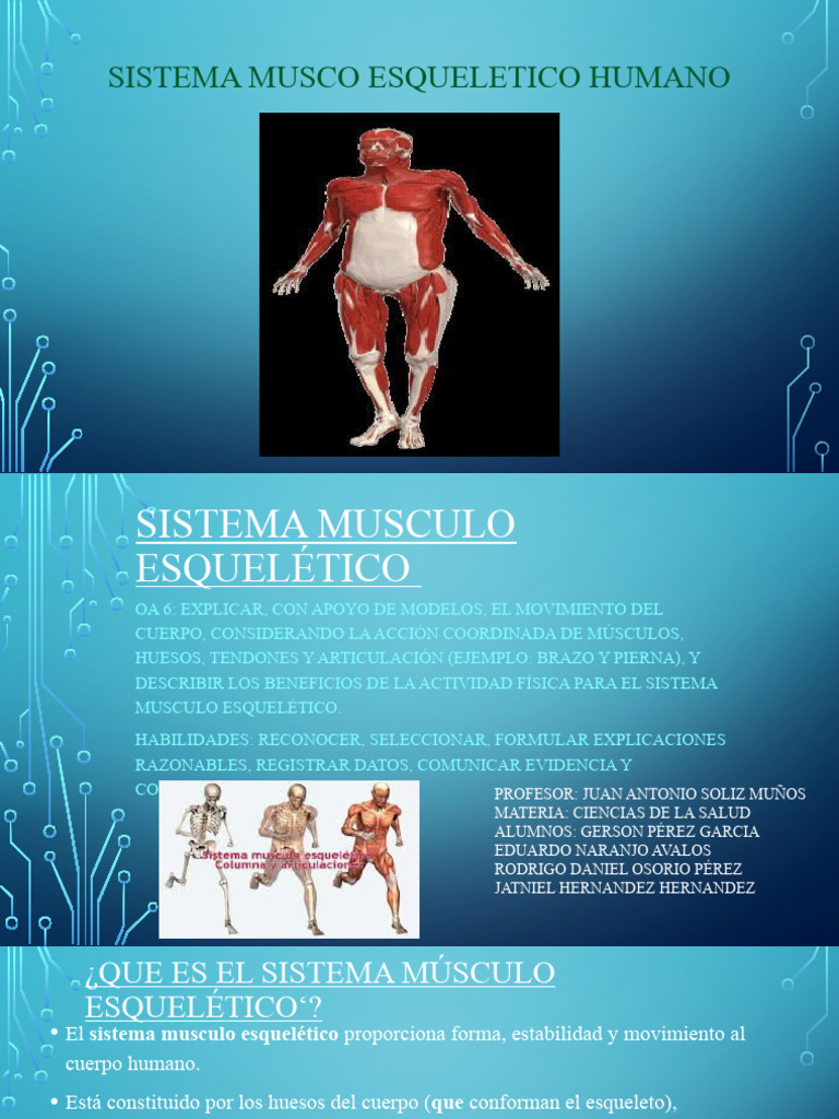 Sistema Musculo Esquelético Pdf Músculo Esquelético Anatomía
