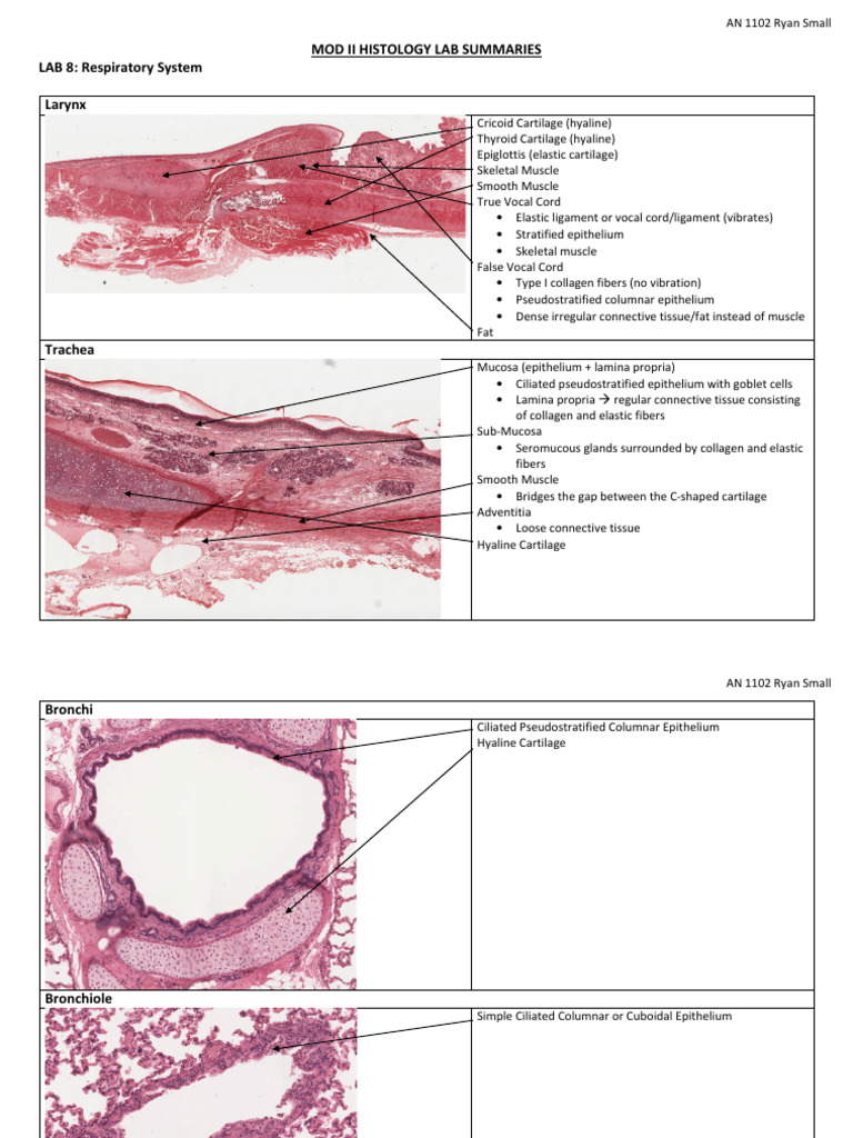Histo Lab Slides (1) | PDF | Epithelium | Lymph Node Histo Lab Slides (1) | PDF | Epithelium | Lymph Node