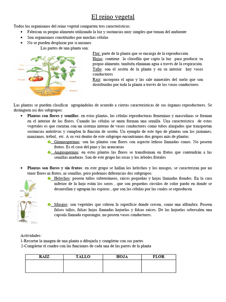 El Reino Vegetal | PDF | Plantas | Tallo de la planta