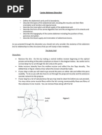 Flank Incisions in Urology Surgery | PDF | Kidney | Abdomen