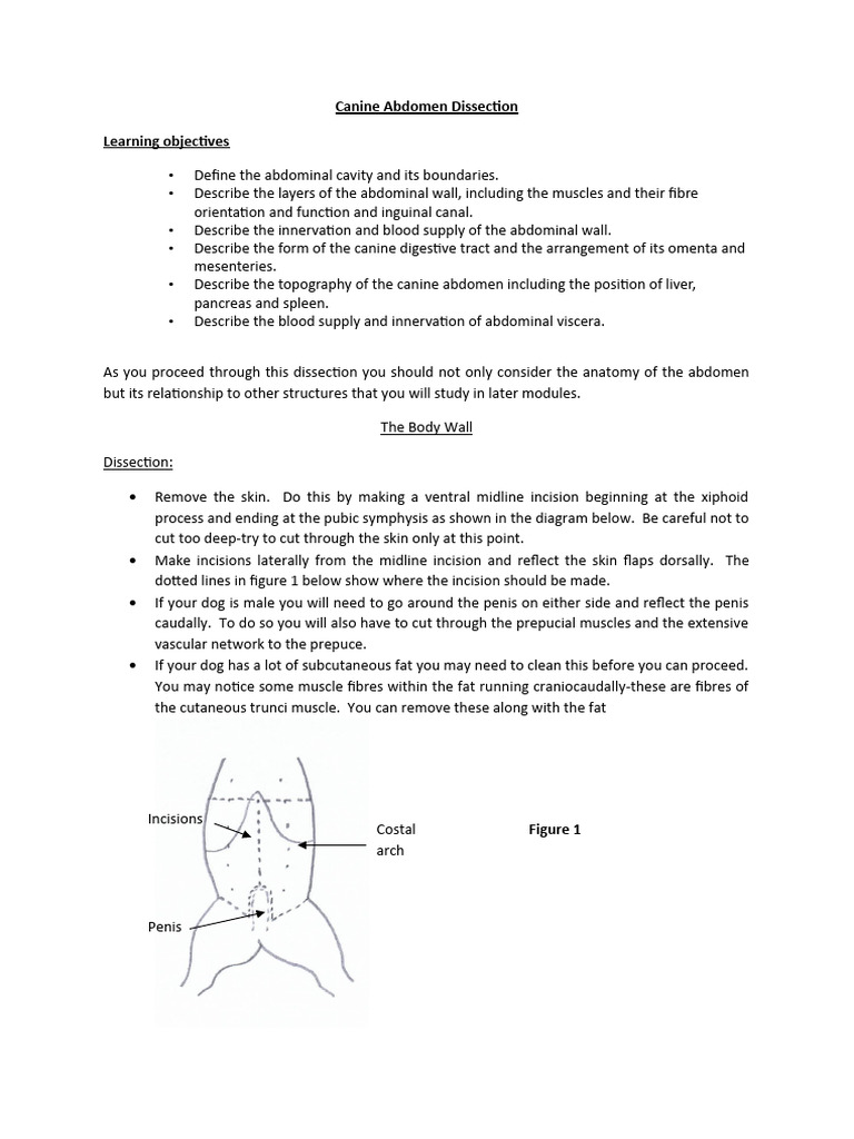 Canine Abdomen Dissection22 | PDF