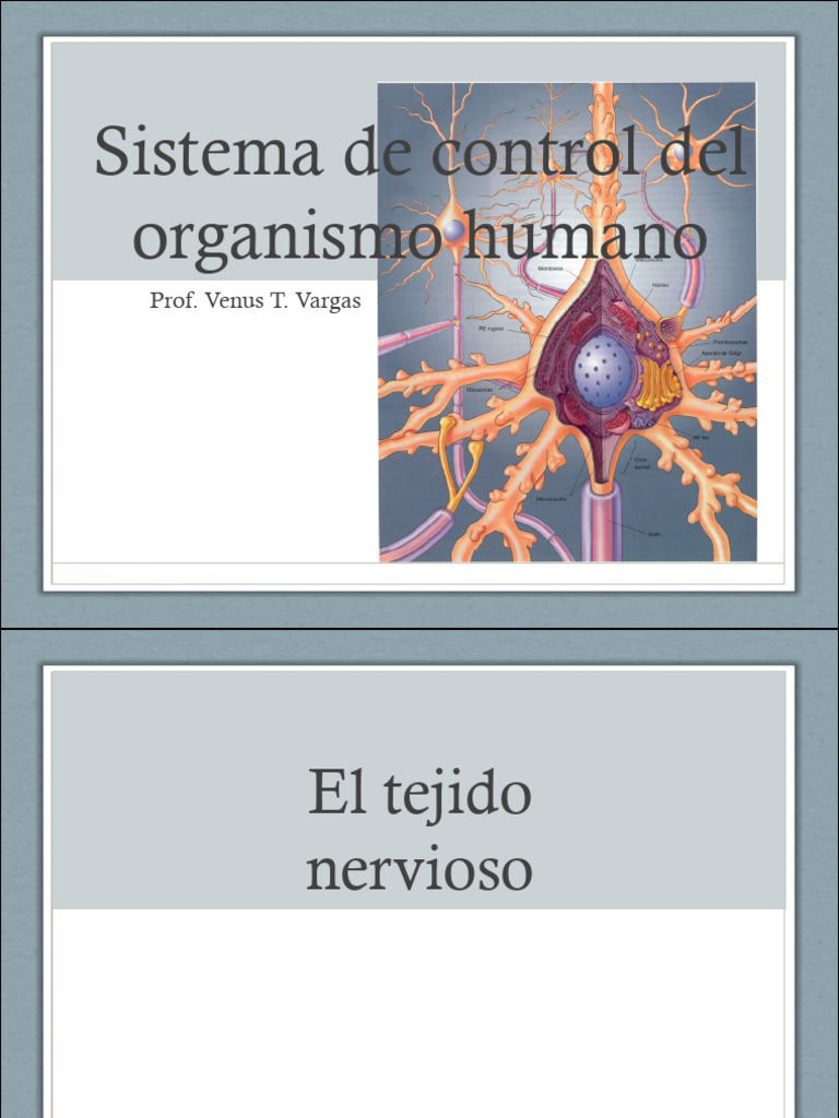 Sistema de Control I | PDF | Potencial de acción | Cerebro