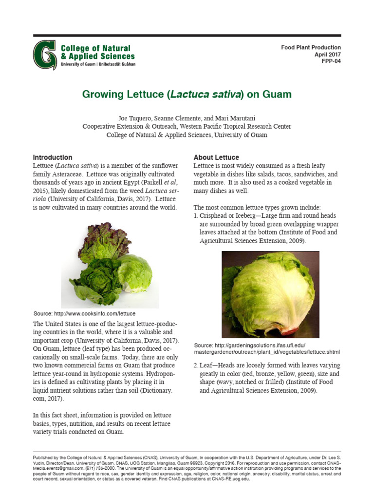 Lettuce 8 17 | PDF | Lettuce | Horticulture