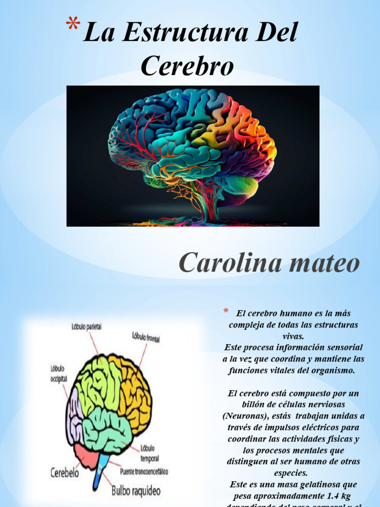 Diapositiva La Estructura Del Cerebro | PDF | Cerebro | Neurona