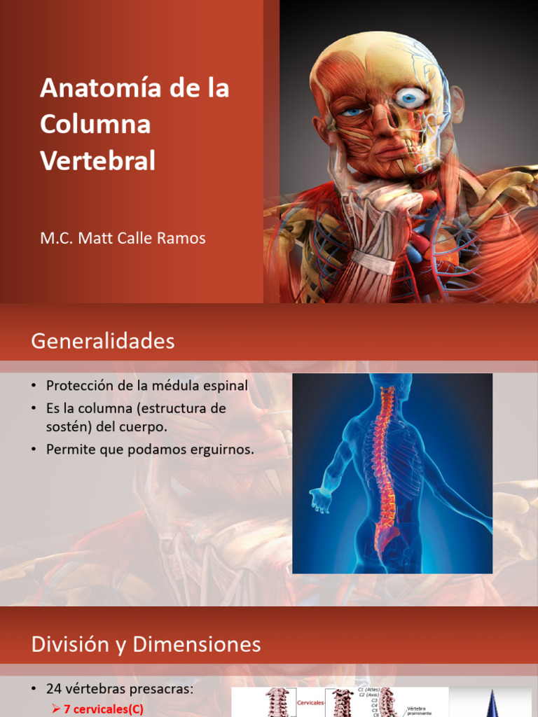 Anatomía de La Columna Vertebral | PDF | Vértebra | La columna vertebral