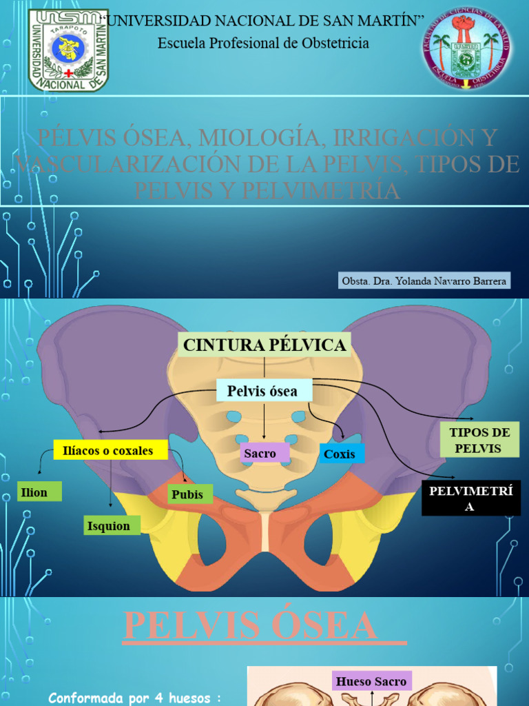 Clase 3. Pélvis Ósea, Miología, Irrigación y Vascularización de La Pelvis, Tipos de Pelvis y ...