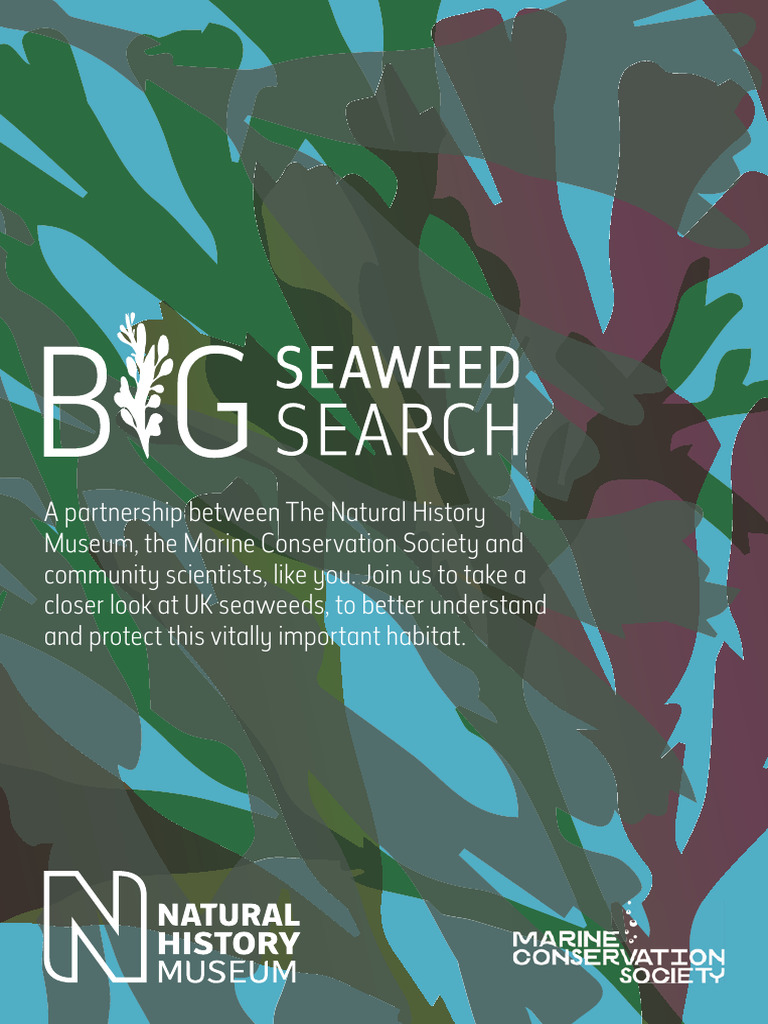 Join the Big Seaweed Search in the UK | PDF | Oceanography | Algae