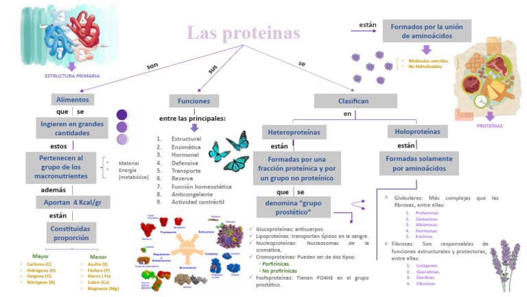 Mapa Conceptual - Las Proteínas | PDF | Proteínas | Productos naturales
