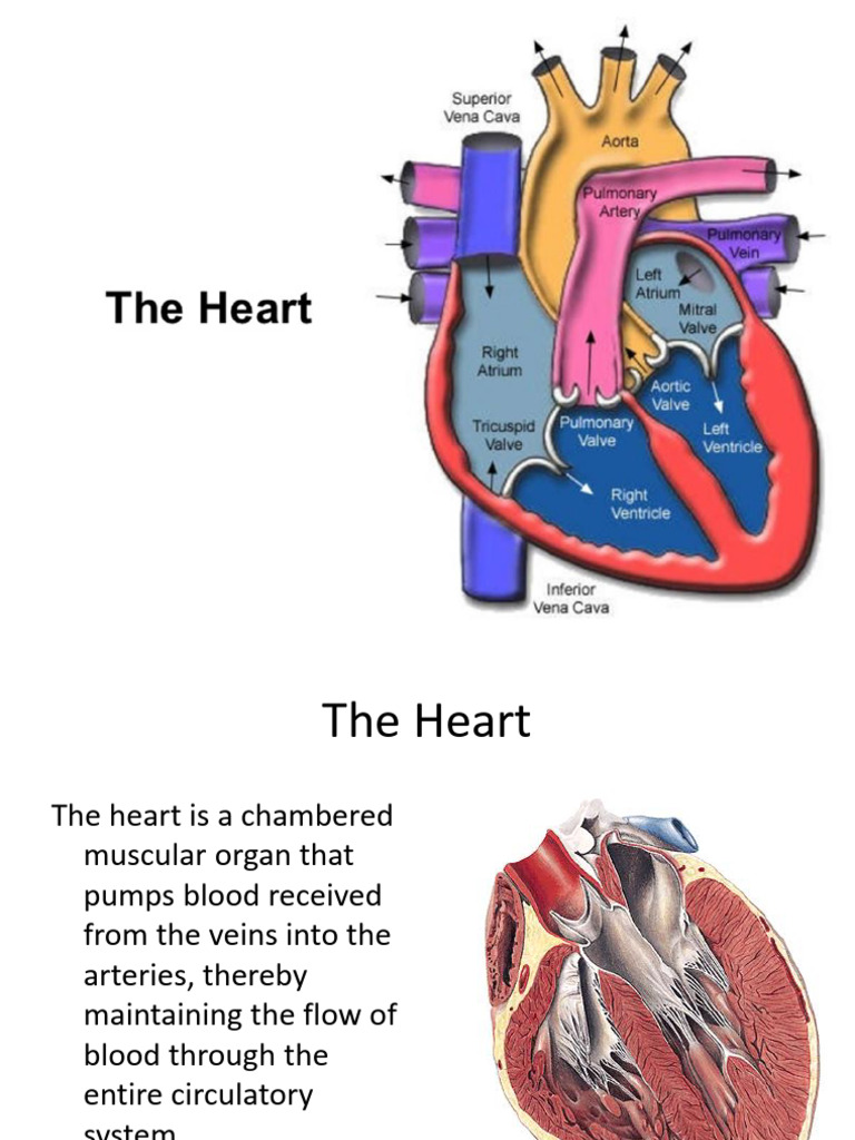 transport_in_humans_2_heart_and_cardiac_cycle | PDF | Heart Valve | Heart