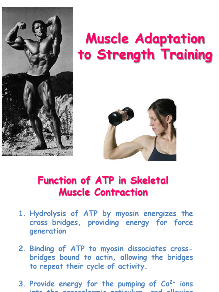 Muscle Adaptation Diplomastudents | PDF | Skeletal Muscle | Muscle ...