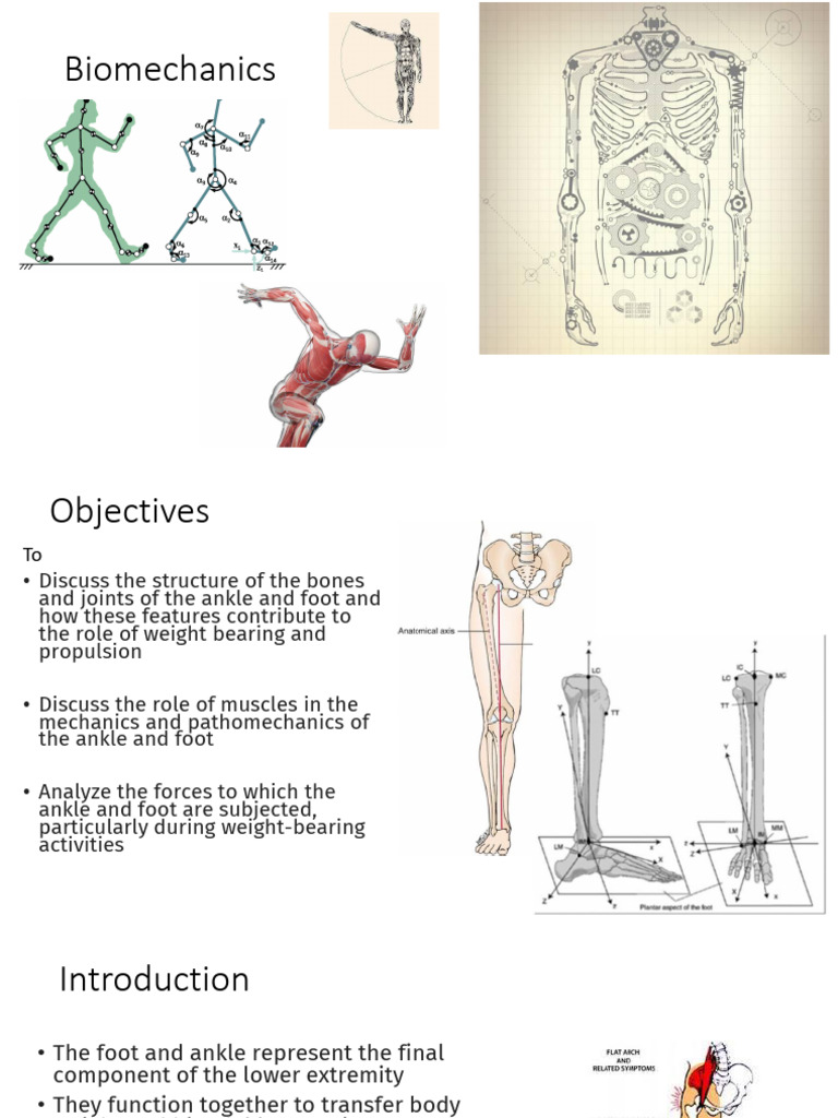 Ankle and Foot Biomechanics Overview | PDF | Foot | Ankle