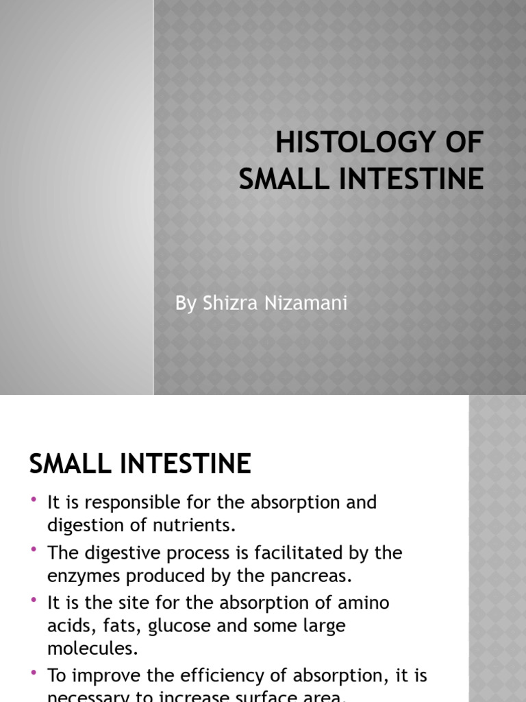 Histology of the Small Intestine | PDF | Small Intestine ...