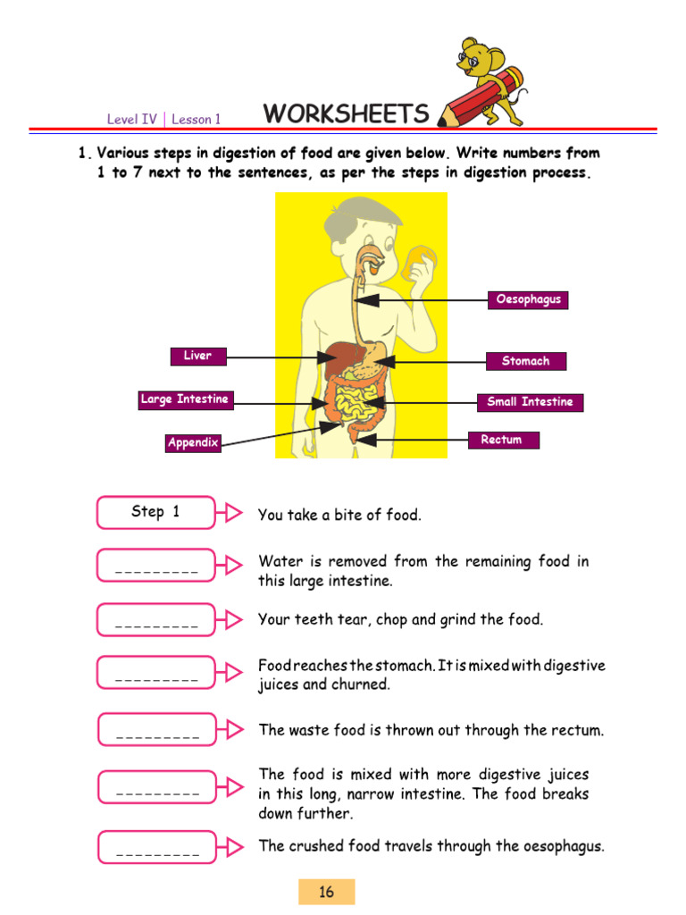 CM-4_Worksheets | PDF | Digestion
