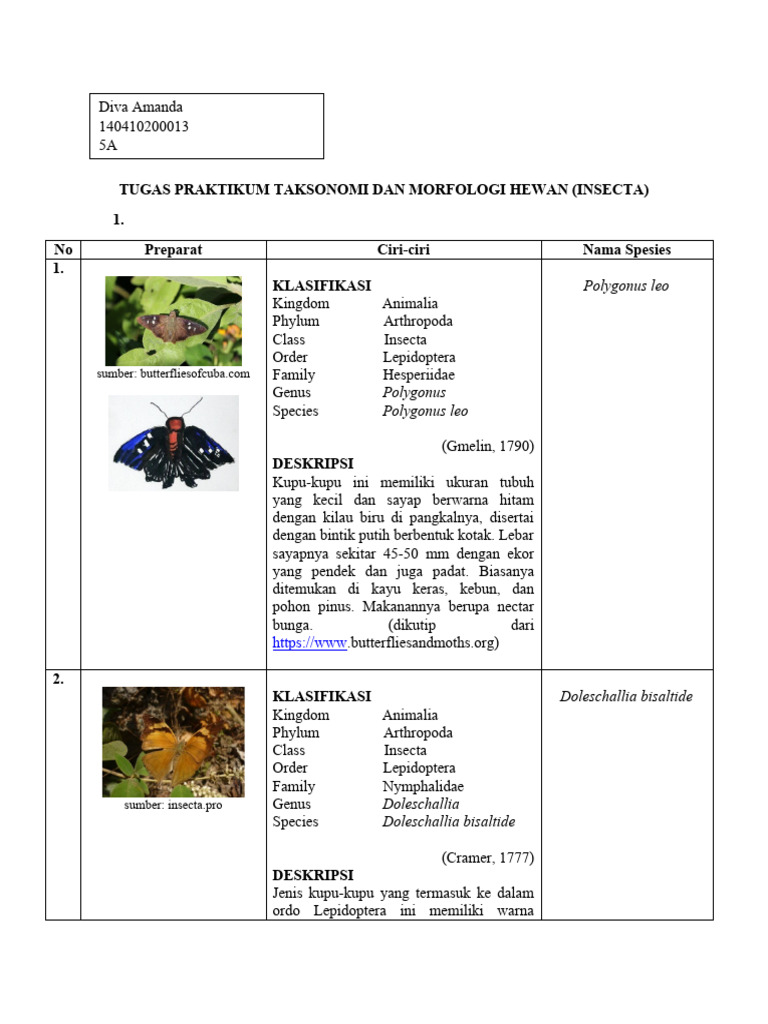 Praktikum Taksonomi Insekta | PDF