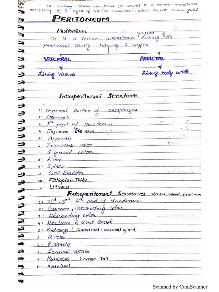Anatomy - Peritonium and Perineum | PDF