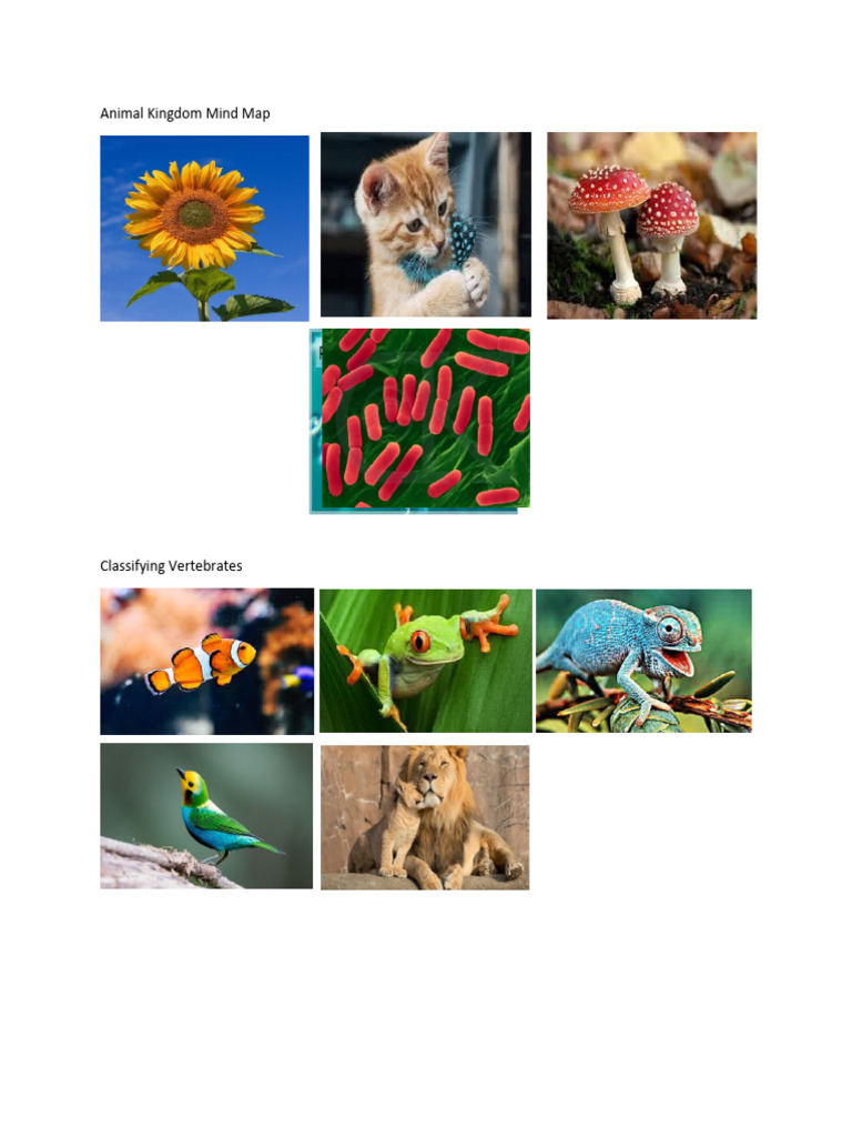 Animal Kingdom Mind Map | PDF