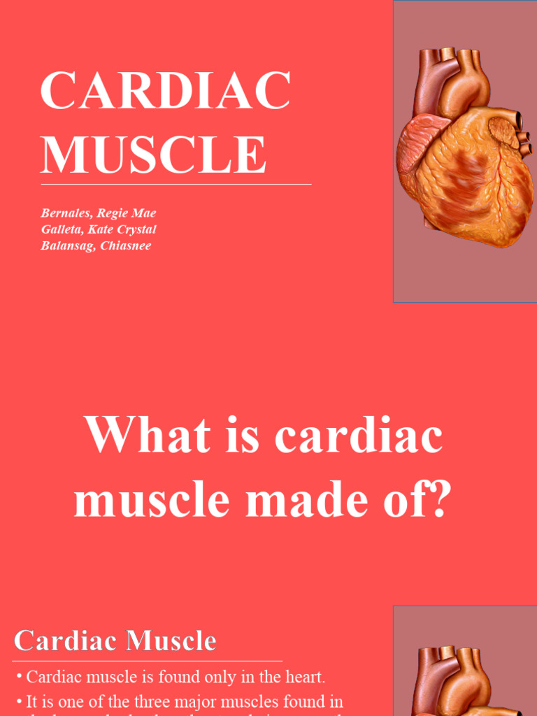 Cardiac Muscle | PDF | Cardiac Muscle | Muscle Contraction