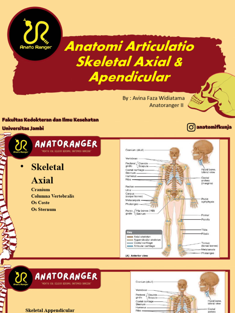 Anatomi Articulatio Skeletal Axial & Apendicular | PDF | Ankle | Human ...