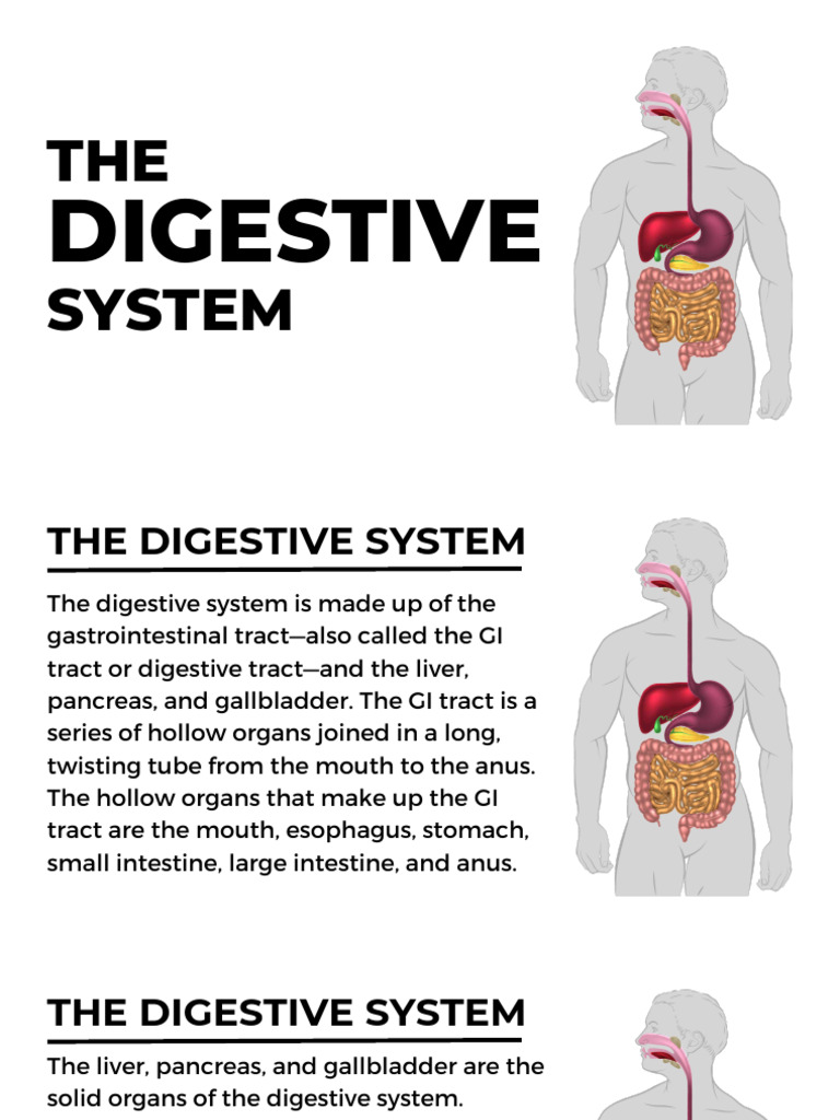 The Digestive and Endocrine System | PDF