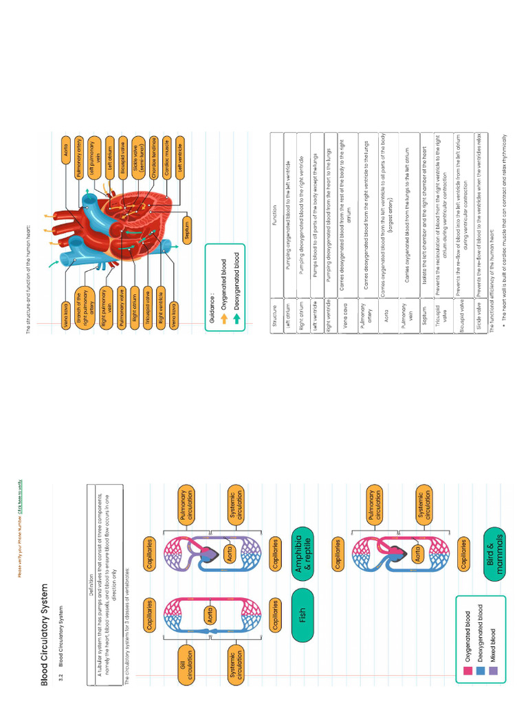 Science Form 3 (Chapter 3 Heart) Notes | PDF