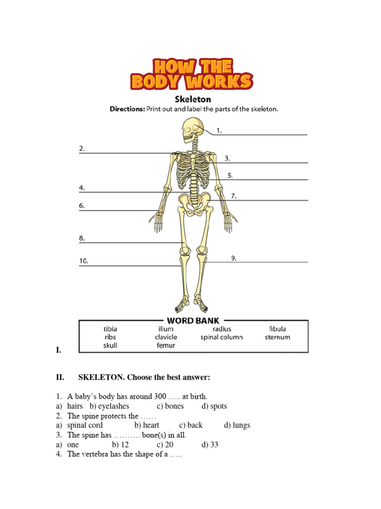SKELETON 1 (Exercises) | PDF | Vertebral Column | Spinal Cord