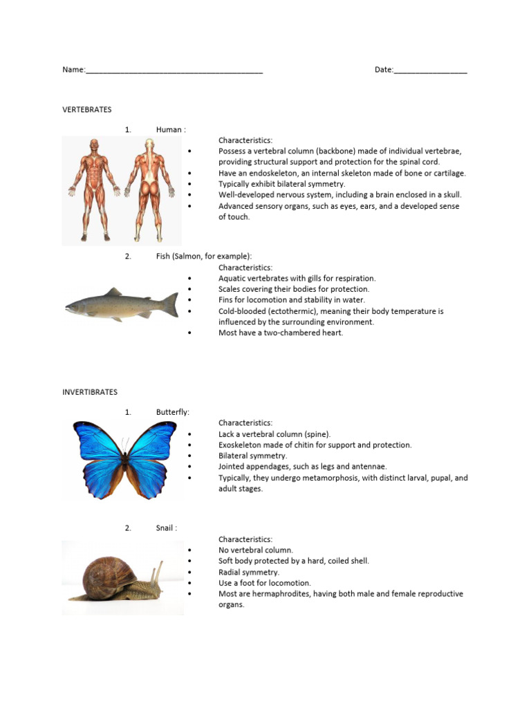 Invertebrates and Vertebrates Characteristics | PDF | Vertebral Column ...