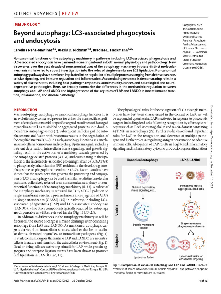 Beyond Autophagy LC3-associated Phagocytosis and Endocytosis | PDF