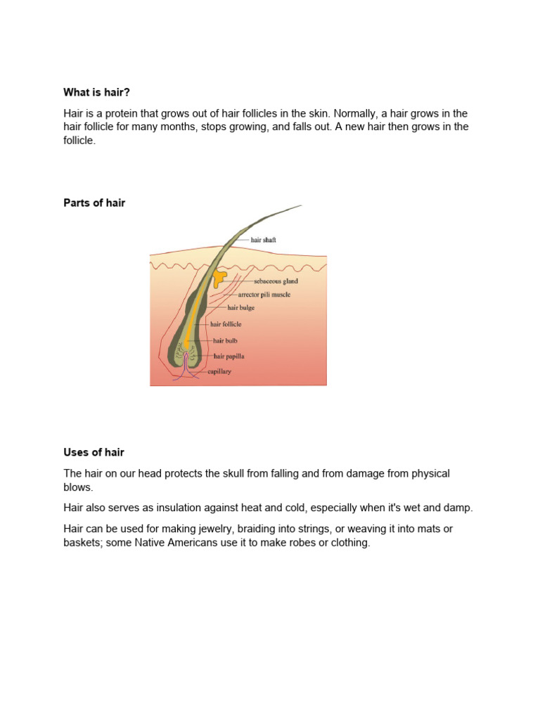 Understanding Hair: Structure and Uses | PDF | Wellness