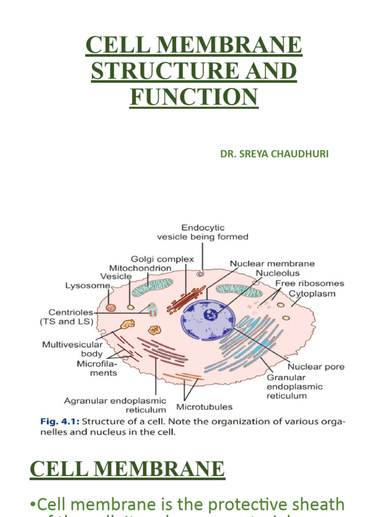 Cell Membrane Structure and Function | PDF | Cell Membrane | Lipid Bilayer